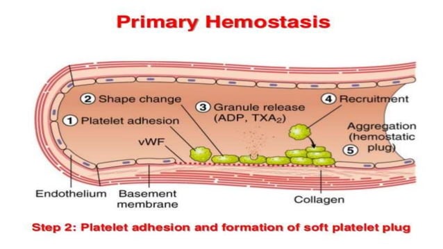 Hemostasis | PPTX