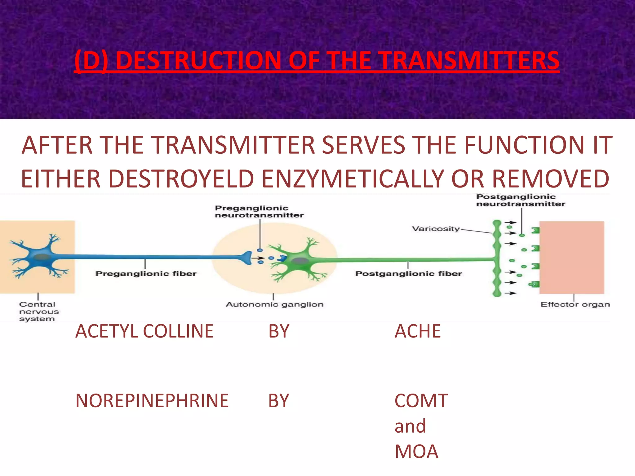 Neurohumoral transmission in ANS ( autonomic nervous system) updated | PPTX