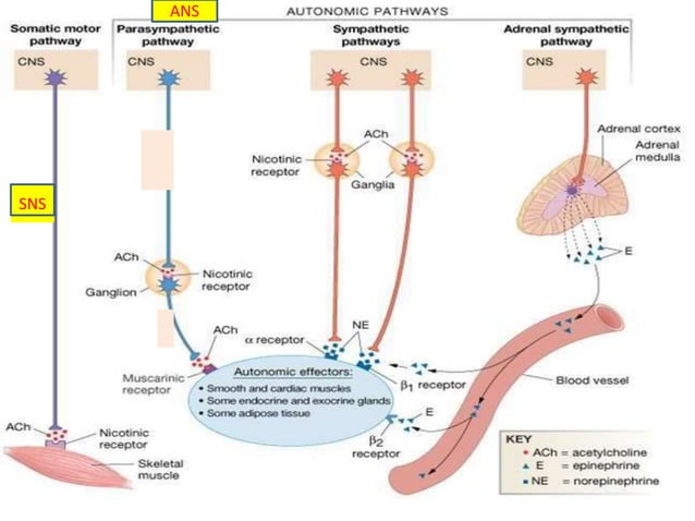 Neurohumoral transmission in ANS ( autonomic nervous system) updated ...