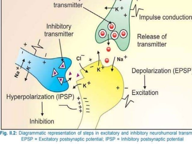 Neurohumoral transmission in ANS ( autonomic nervous system) updated ...