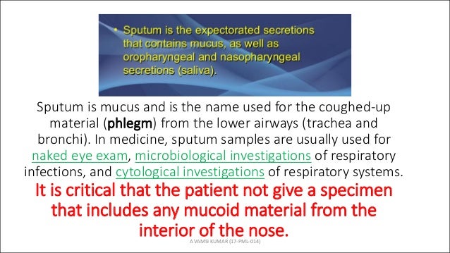 sputum examination