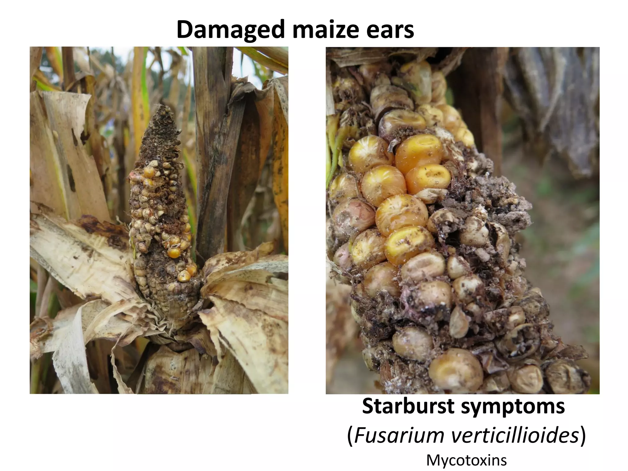 Possible management strategies for Fall Armyworm, a threat to African maize farmers | PDF