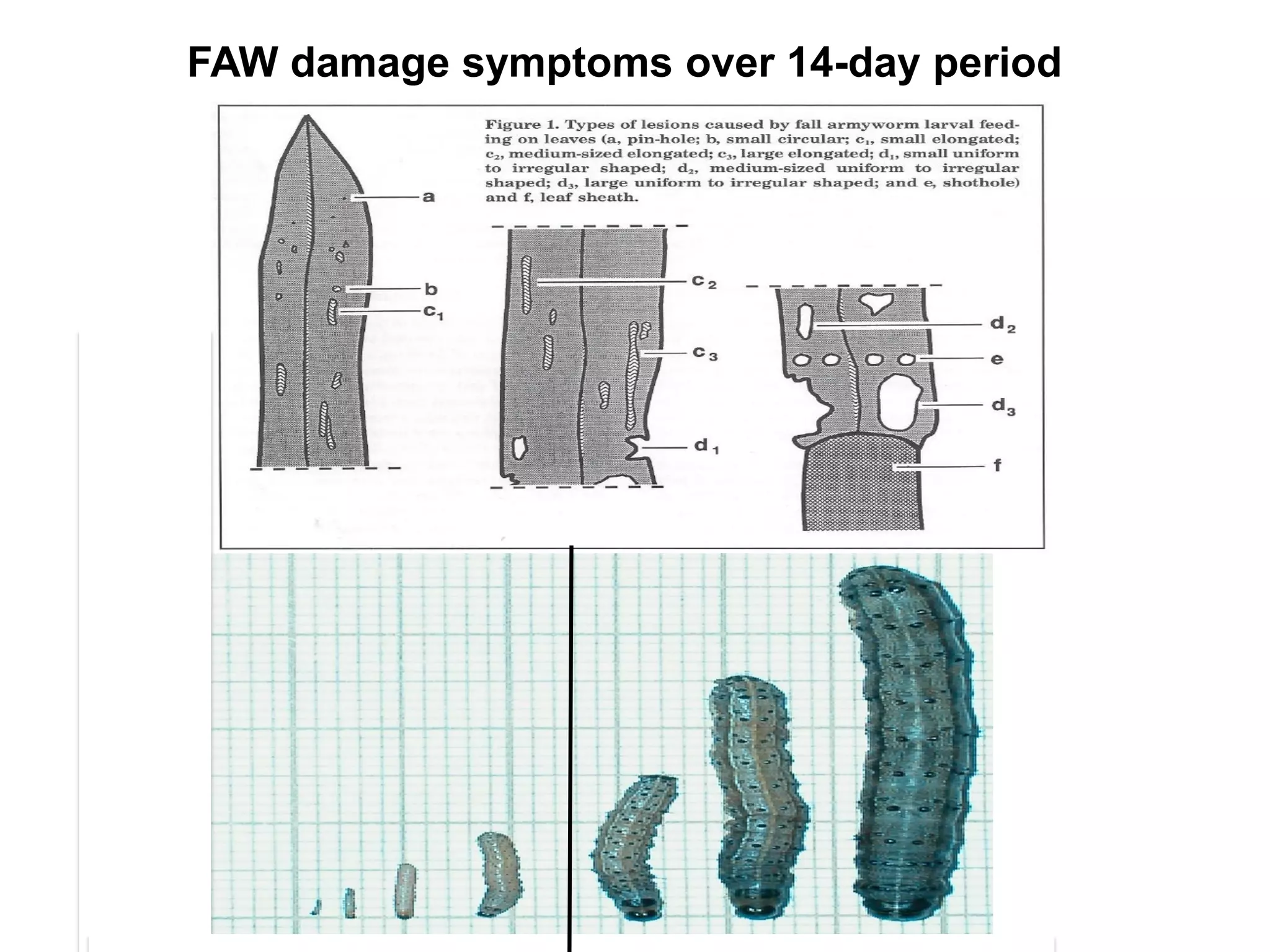 Possible management strategies for Fall Armyworm, a threat to African maize farmers | PDF ...
