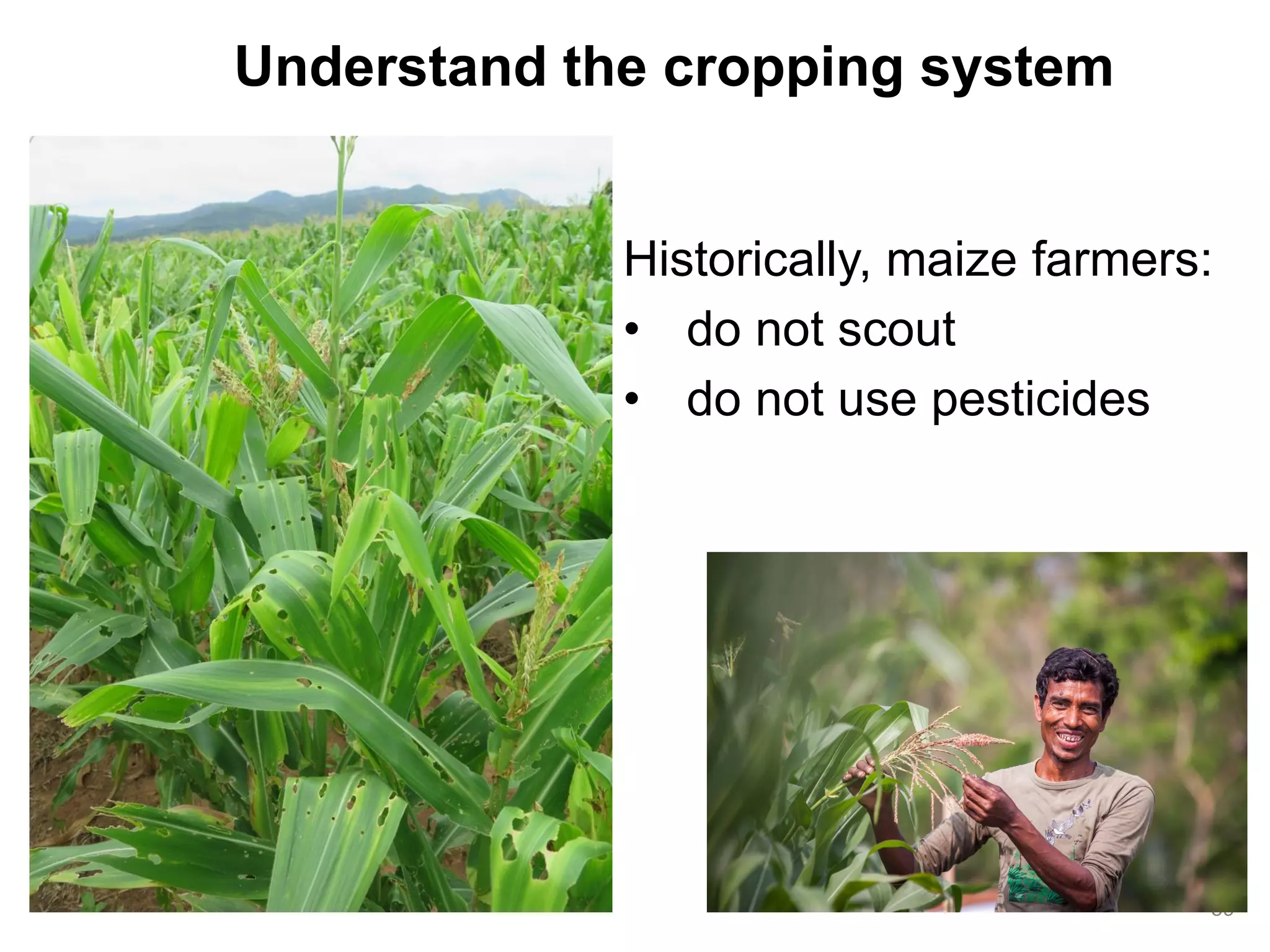 Possible management strategies for Fall Armyworm, a threat to African maize farmers | PDF ...