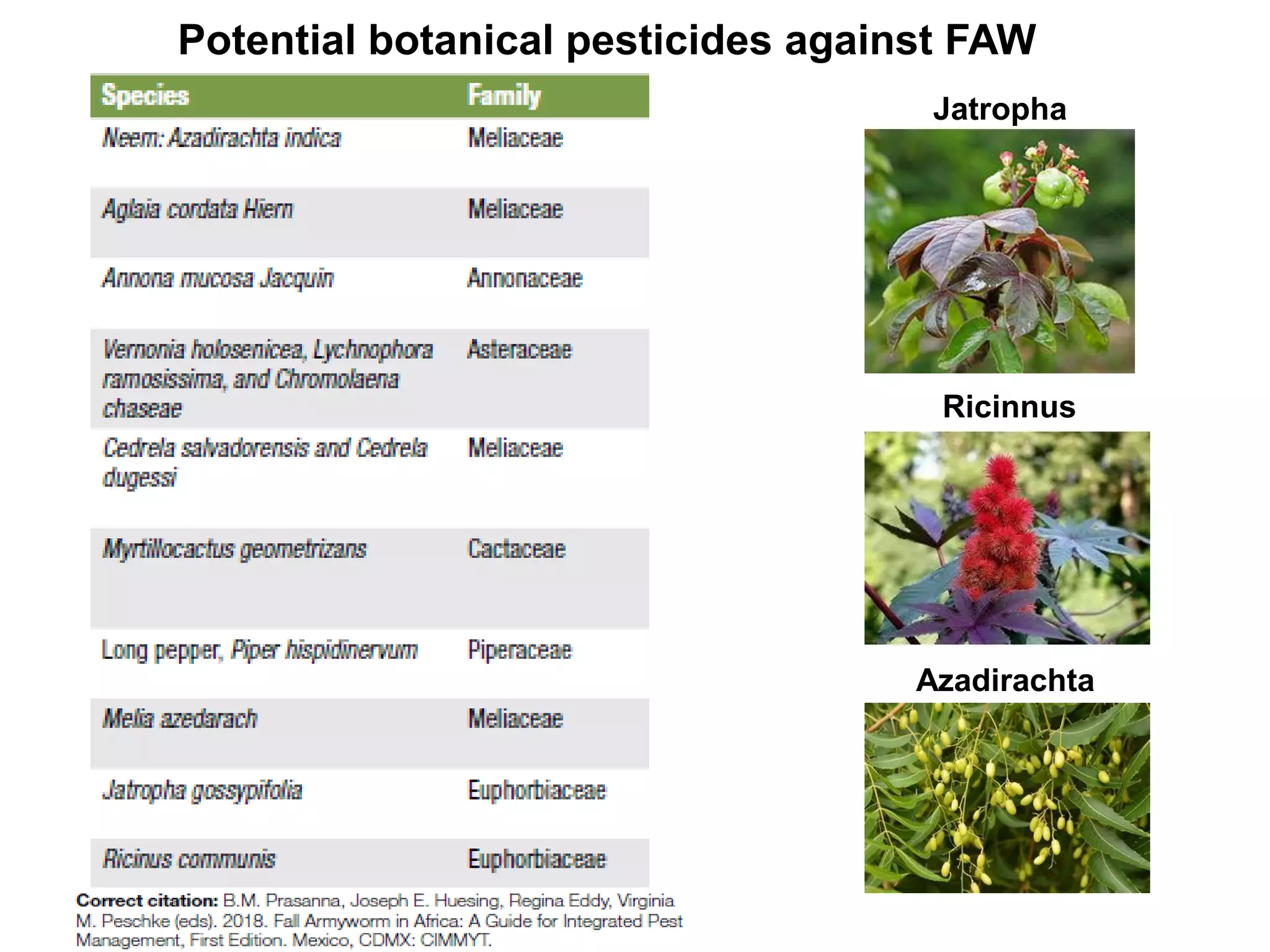 Possible management strategies for Fall Armyworm, a threat to African maize farmers | PDF ...