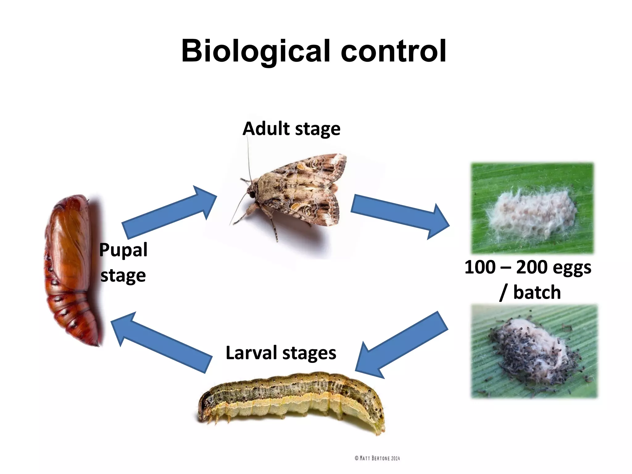 Possible management strategies for Fall Armyworm, a threat to African maize farmers | PDF ...