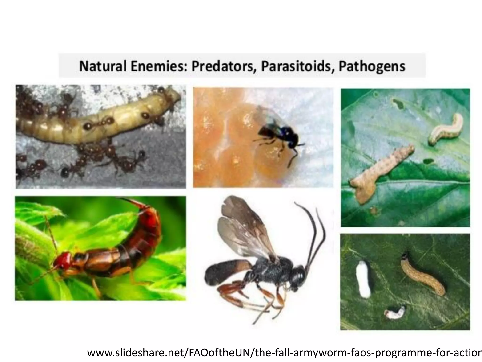 Possible management strategies for Fall Armyworm, a threat to African maize farmers | PDF ...