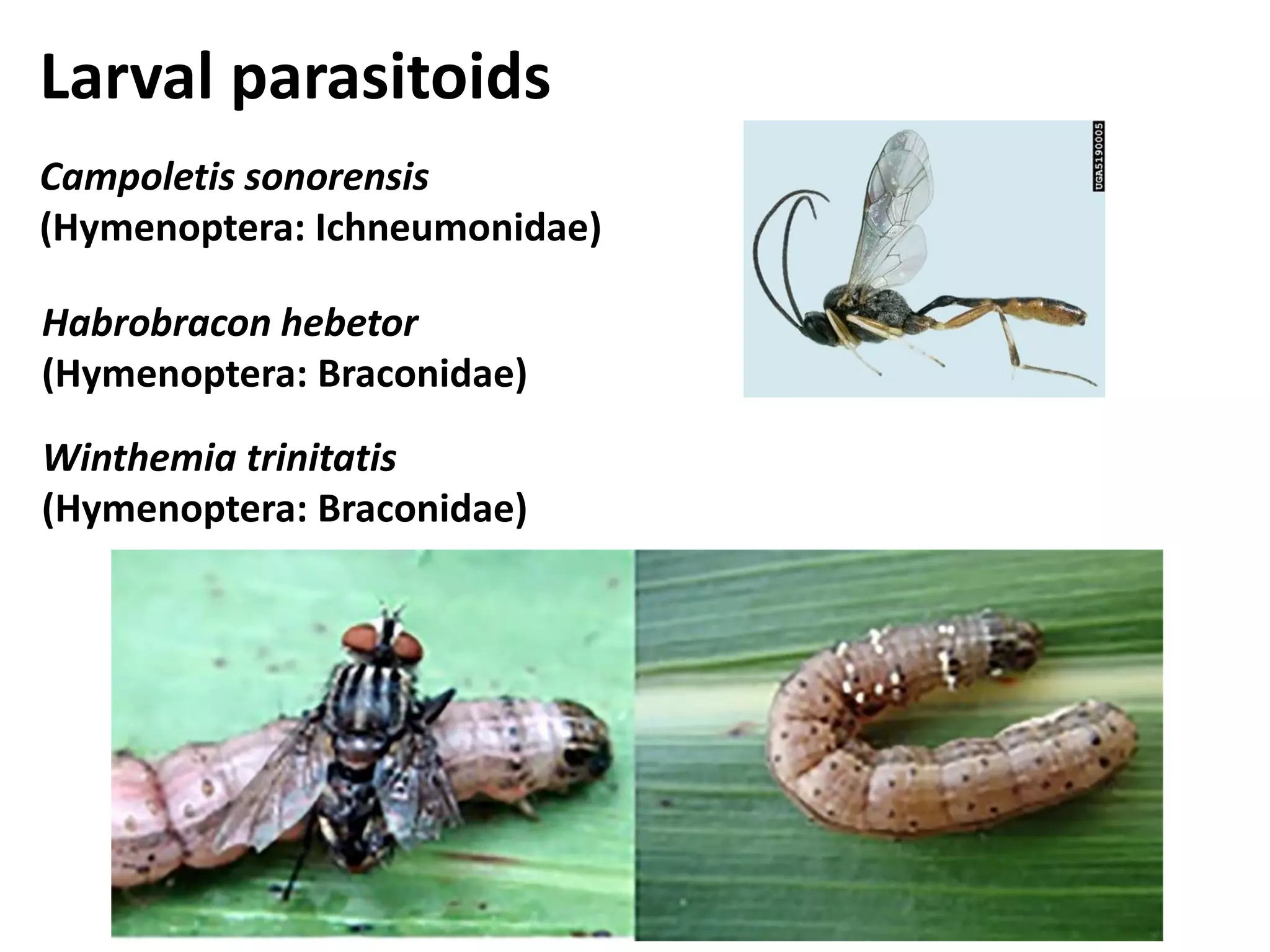 Possible management strategies for Fall Armyworm, a threat to African maize farmers | PDF ...