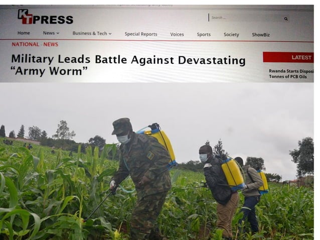 Possible management strategies for Fall Armyworm, a threat to African maize farmers | PDF ...