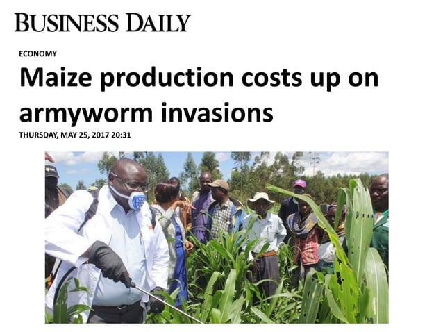 Possible management strategies for Fall Armyworm, a threat to African maize farmers | PDF ...