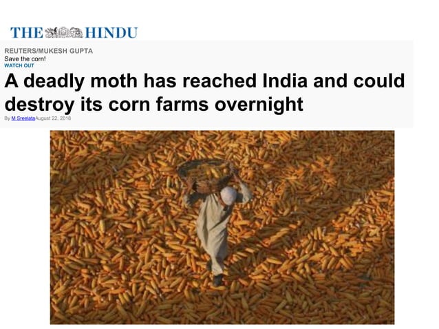 Possible management strategies for Fall Armyworm, a threat to African maize farmers | PDF ...