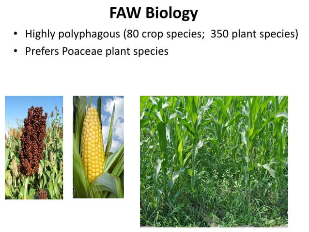 Possible management strategies for Fall Armyworm, a threat to African maize farmers | PDF ...