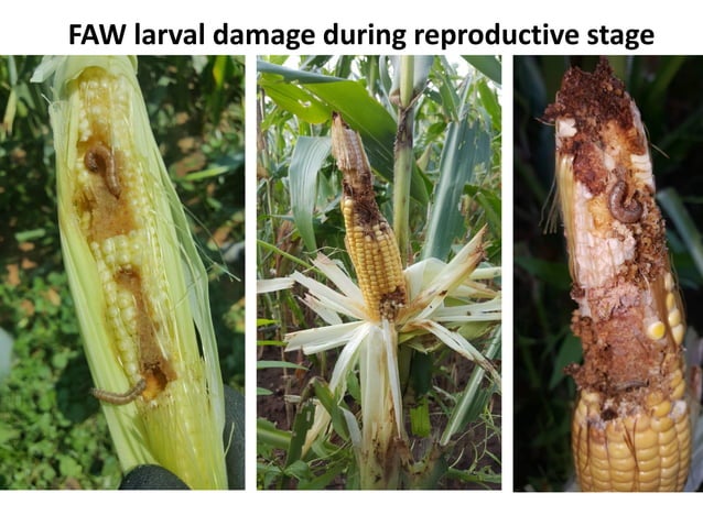 Possible management strategies for Fall Armyworm, a threat to African maize farmers | PDF ...