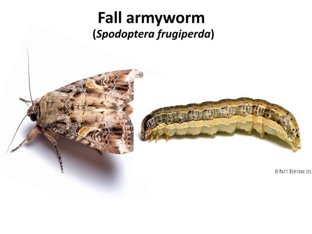 Possible management strategies for Fall Armyworm, a threat to African maize farmers | PDF ...