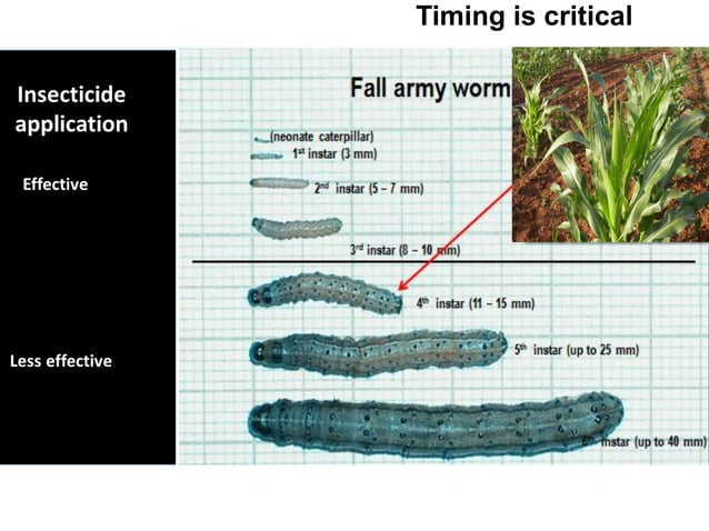Possible management strategies for Fall Armyworm, a threat to African maize farmers | PDF ...