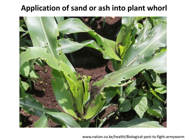 Possible management strategies for Fall Armyworm, a threat to African maize farmers | PDF ...