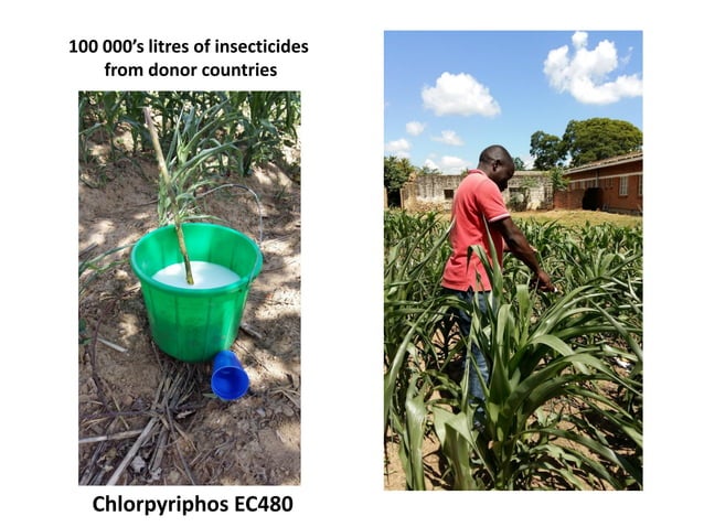 Possible management strategies for Fall Armyworm, a threat to African maize farmers | PDF ...