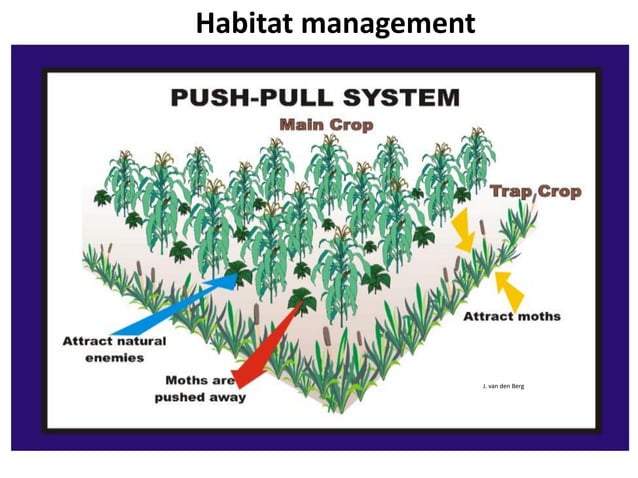 Possible management strategies for Fall Armyworm, a threat to African maize farmers | PDF ...