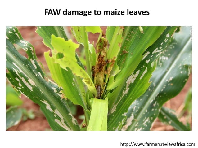 Possible management strategies for Fall Armyworm, a threat to African maize farmers | PDF ...