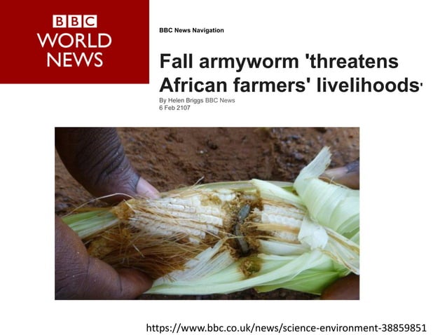 Possible management strategies for Fall Armyworm, a threat to African maize farmers | PDF ...