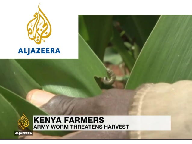 Possible management strategies for Fall Armyworm, a threat to African maize farmers | PDF ...