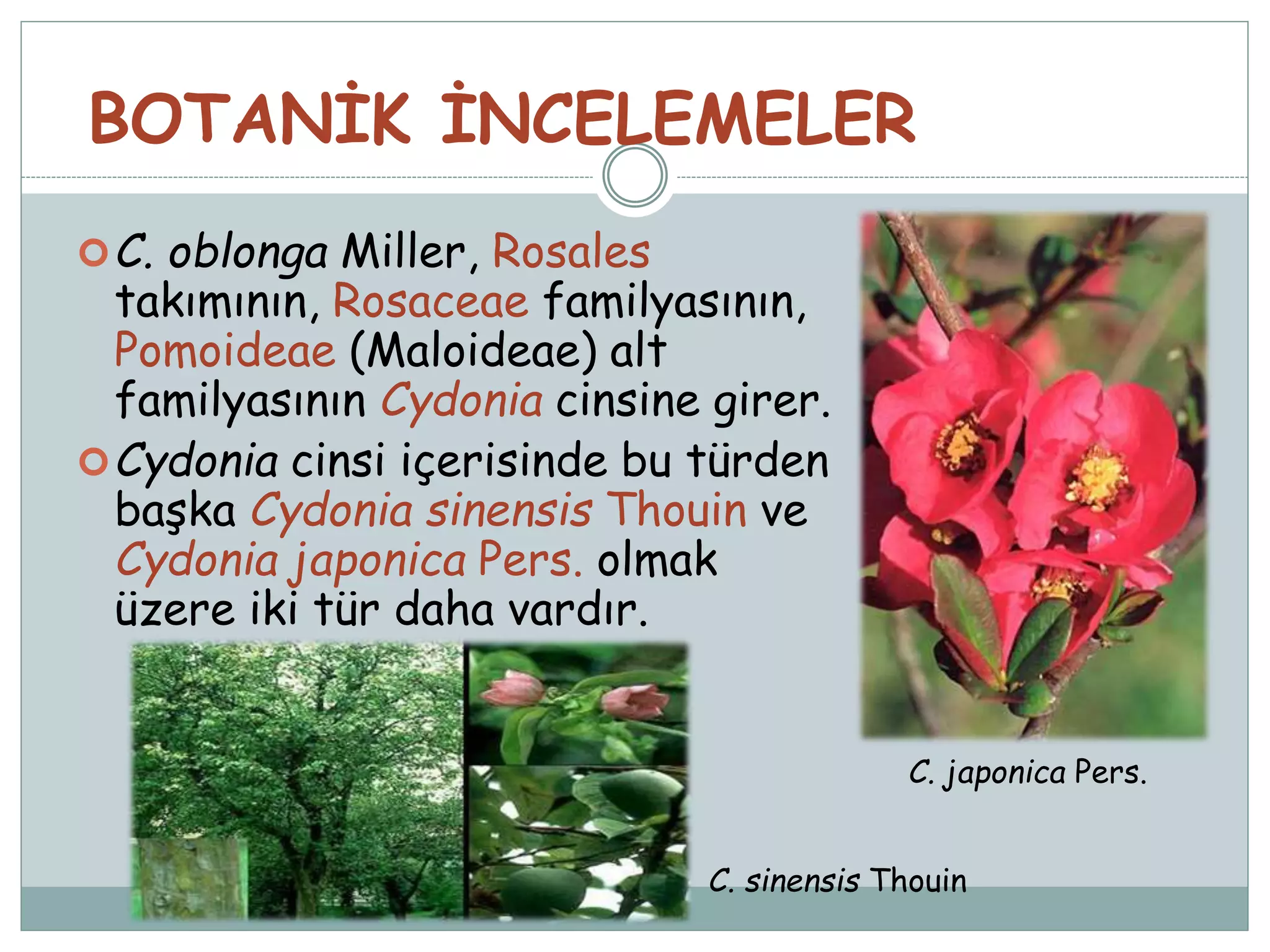 standardizasyon parametreleri,herbal drugs standardisatiion | PPTX