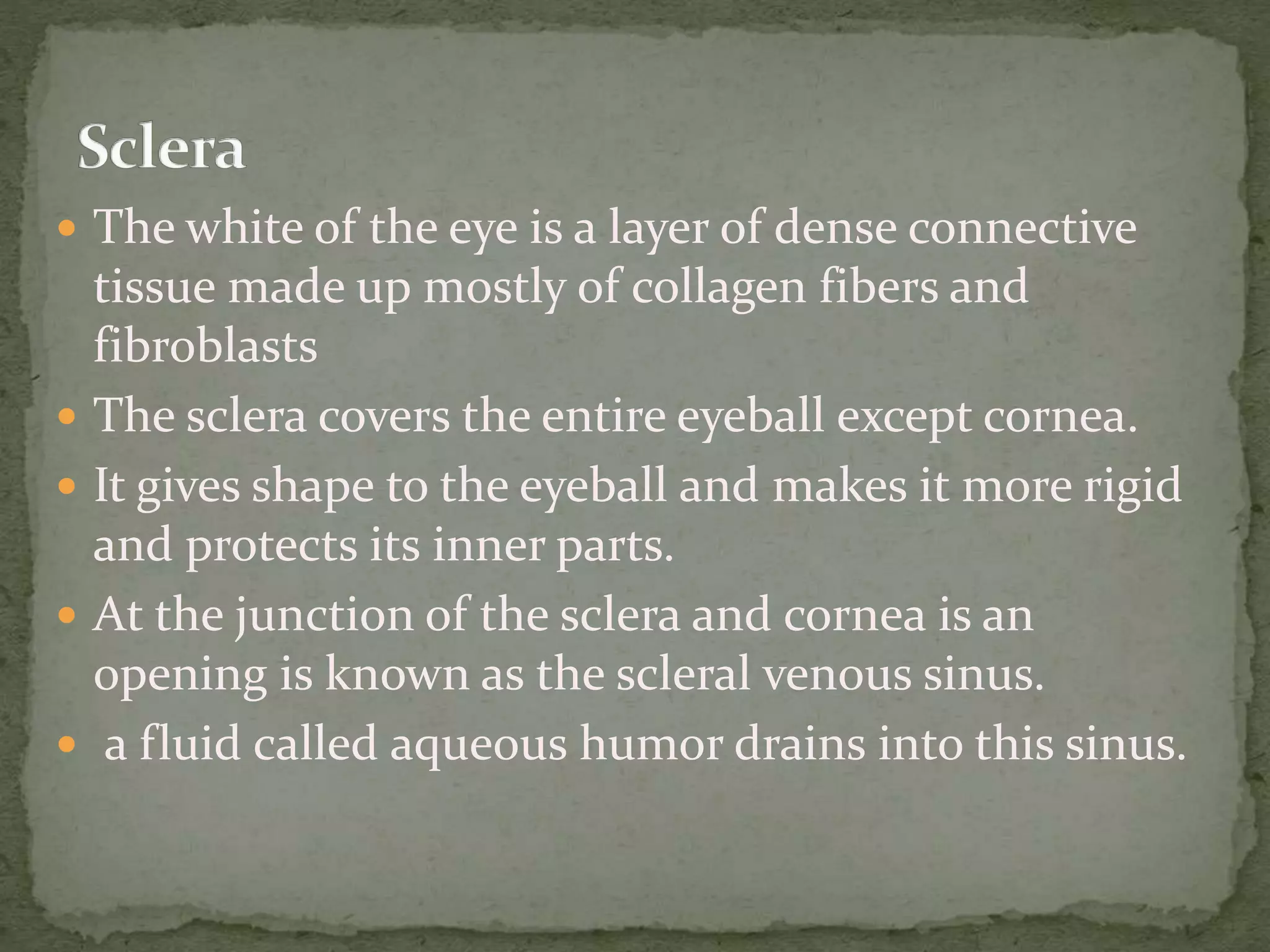 anatomy of eye | PPTX