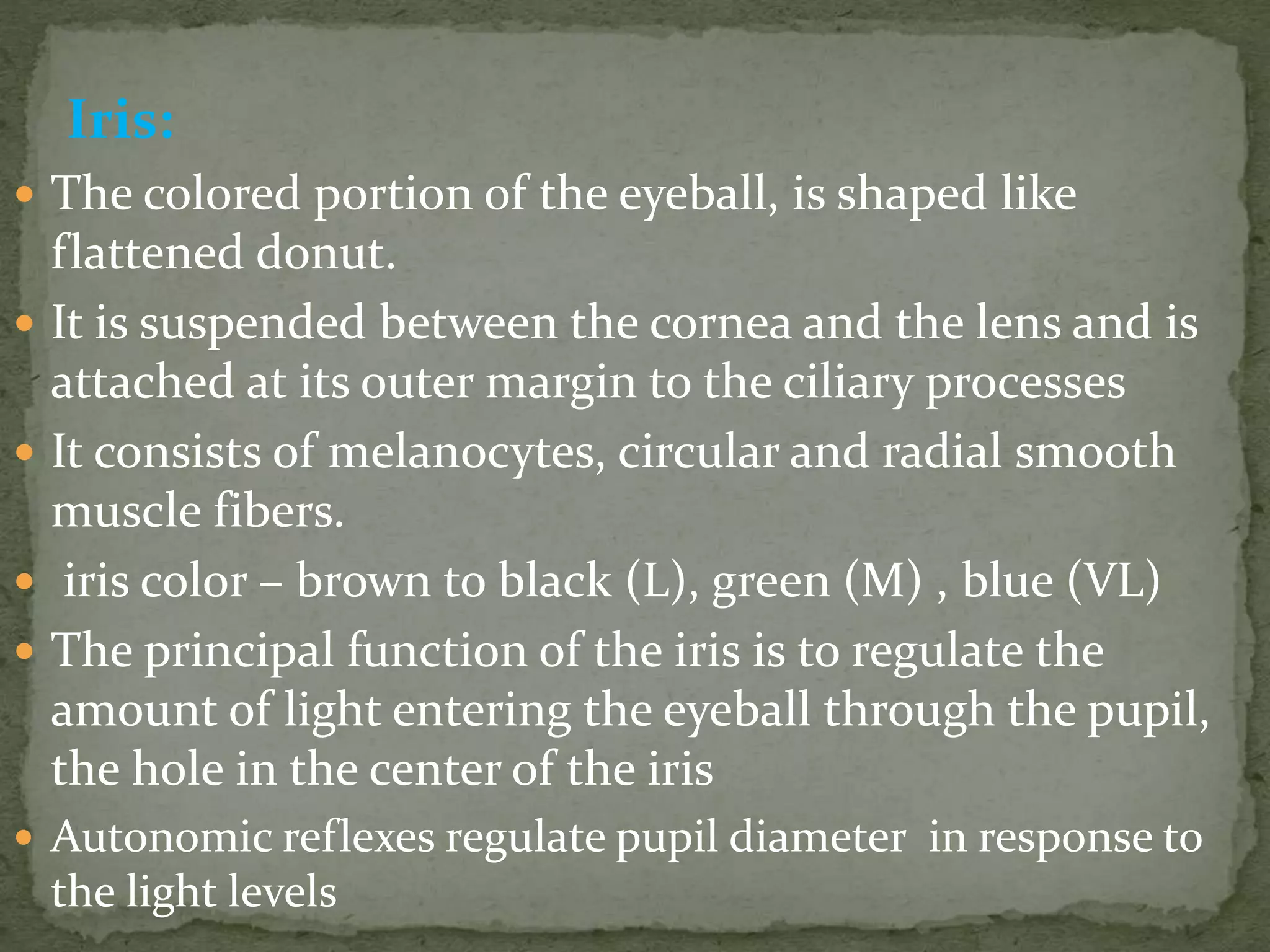 anatomy of eye | PPTX