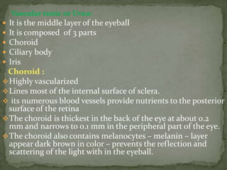 anatomy of eye | PPTX