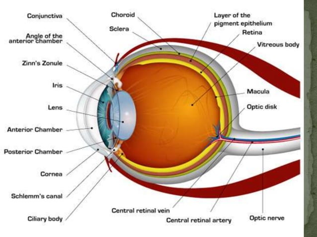 anatomy of eye | PPT