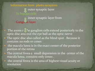 anatomy of eye | PPTX
