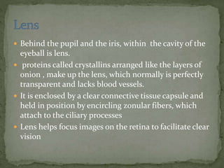 anatomy of eye | PPTX