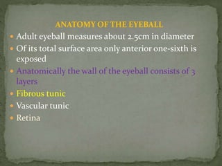 anatomy of eye | PPTX