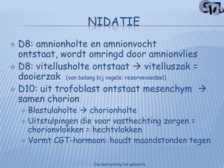 bevruchting SJIB | PPTX