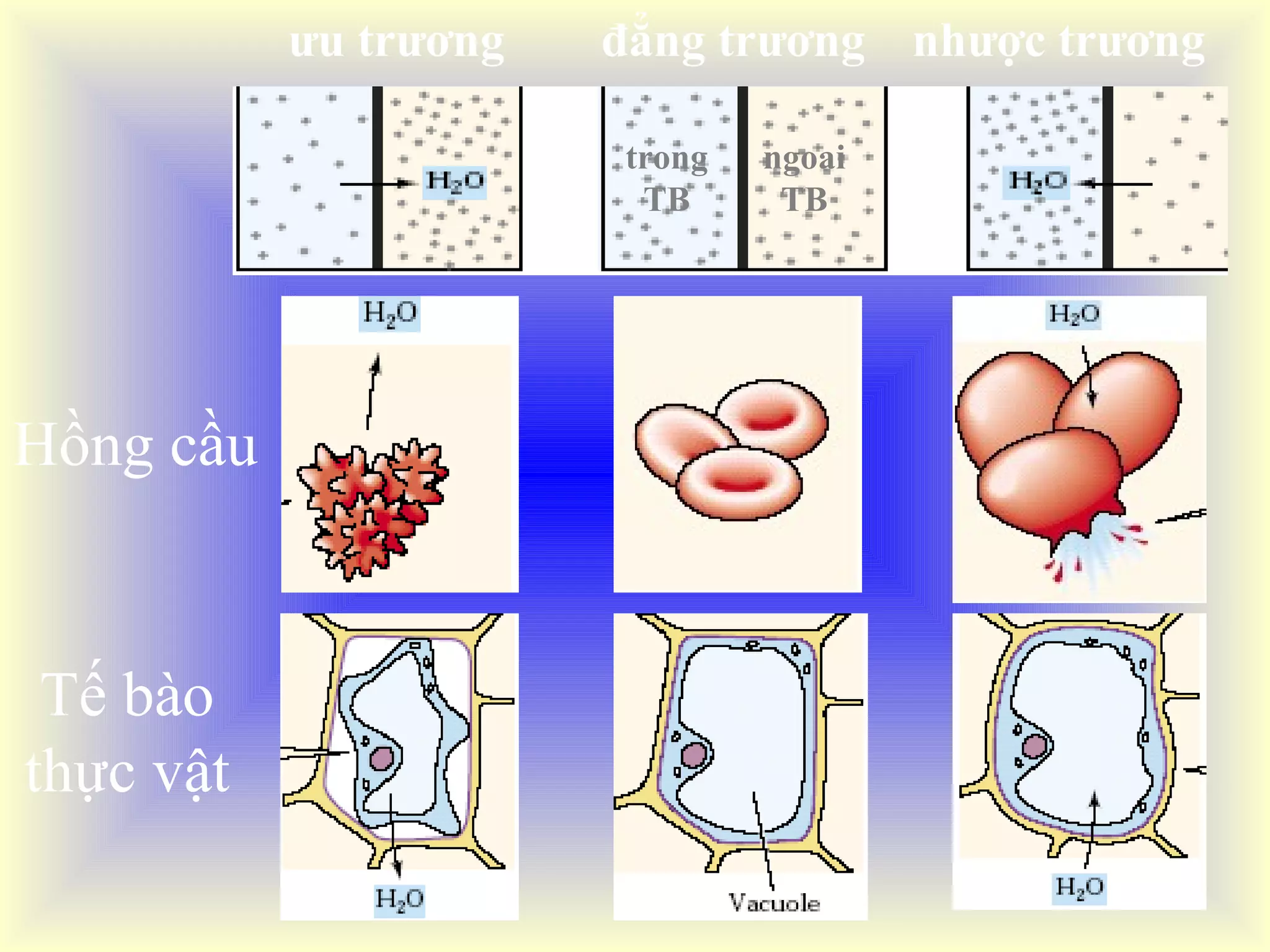 Van chuyen cac chat qua mang te bao | PPT