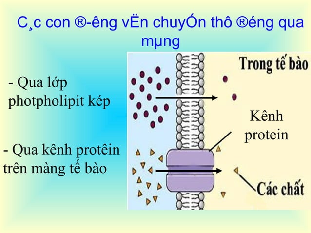Van chuyen cac chat qua mang te bao | PPT