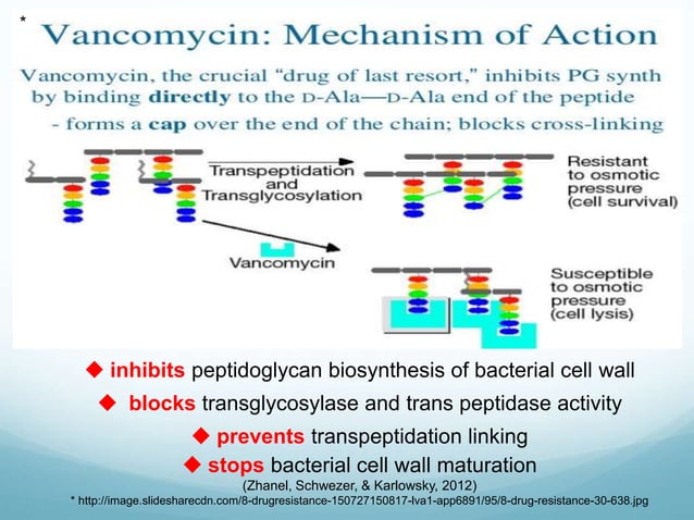 Vancomycin | PPTX | Infectious Diseases | Diseases and Conditions