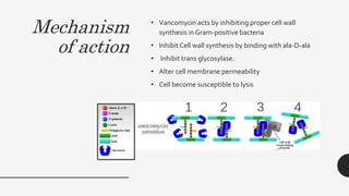 Vancomycin | PPTX