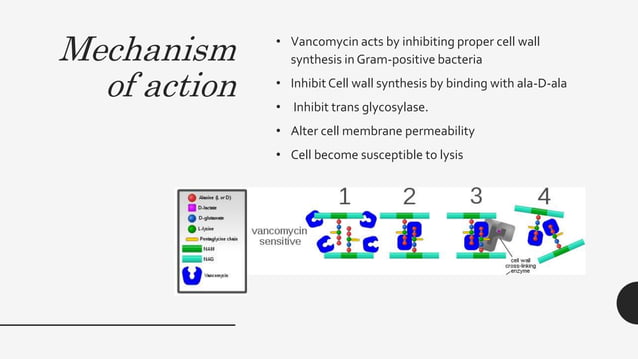 Vancomycin | PPTX