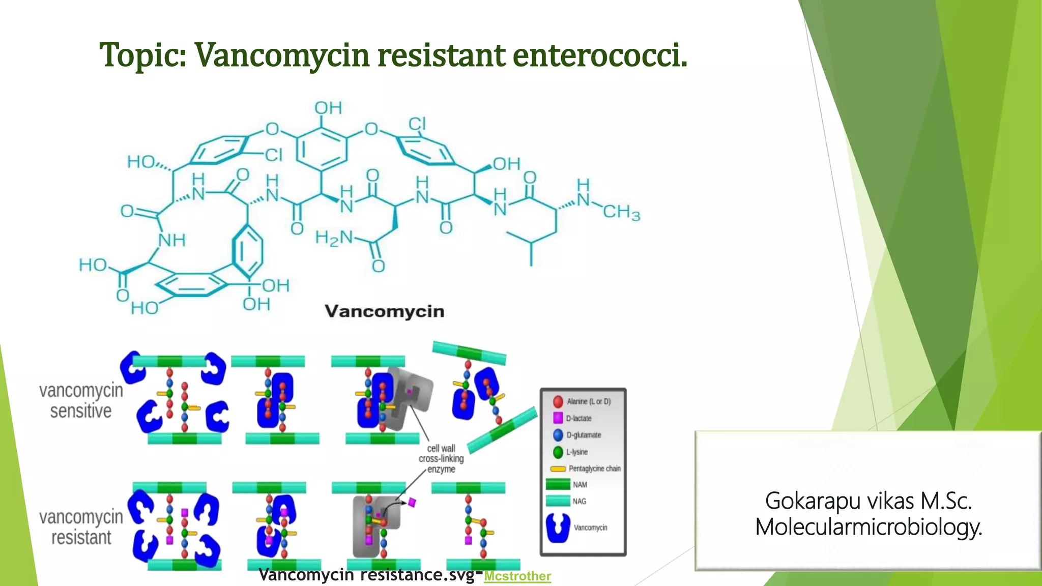 Vancomycin resistant enterococci. | PPTX