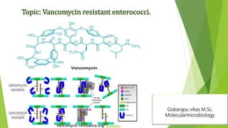 Vancomycin resistant enterococci. | PPTX