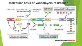 Vancomycin resistant enterococci. | PPTX