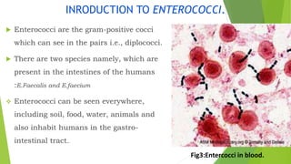 Vancomycin resistant enterococci. | PPTX