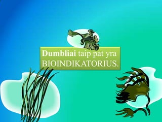 Vandens taršos bioindikatoriai | PPTX