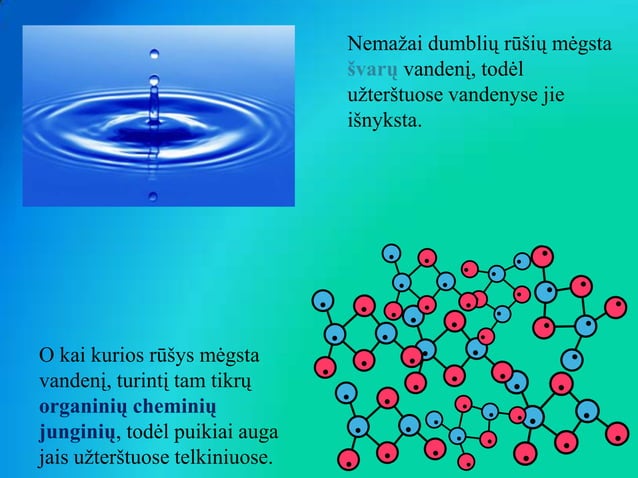Vandens taršos bioindikatoriai | PPTX