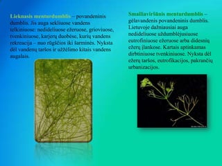 Vandens taršos bioindikatoriai | PPTX