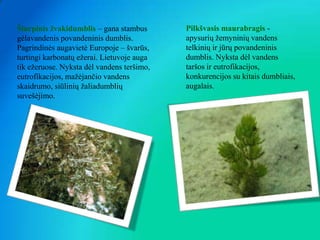 Vandens taršos bioindikatoriai | PPTX