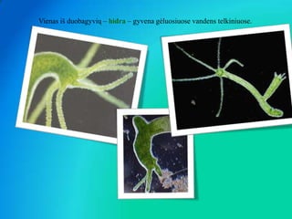 Vandens taršos bioindikatoriai | PPTX