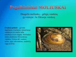 Vandens taršos bioindikatoriai | PPTX
