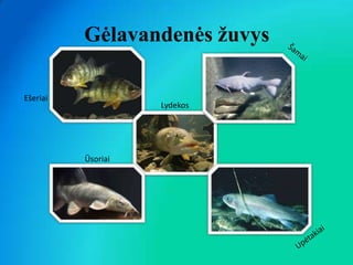 Vandens taršos bioindikatoriai | PPTX